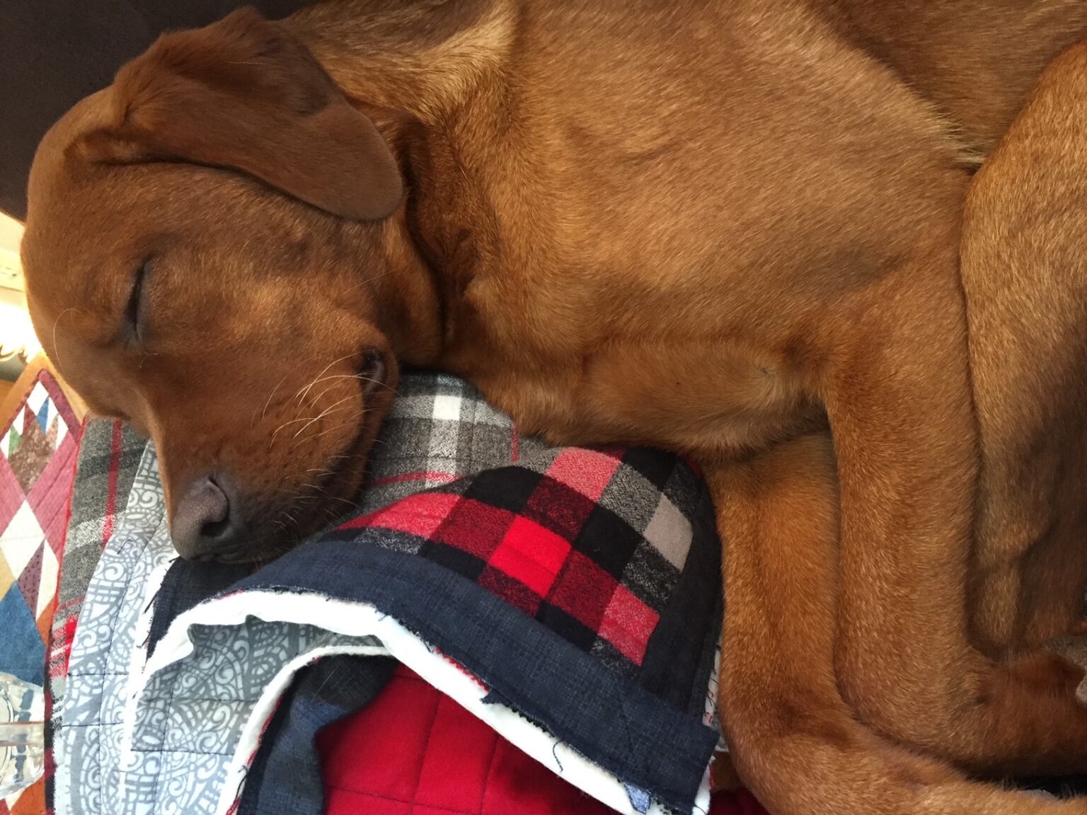 How to Make a Pet Quilt with Upcycled Fabric - lakegirlquilts